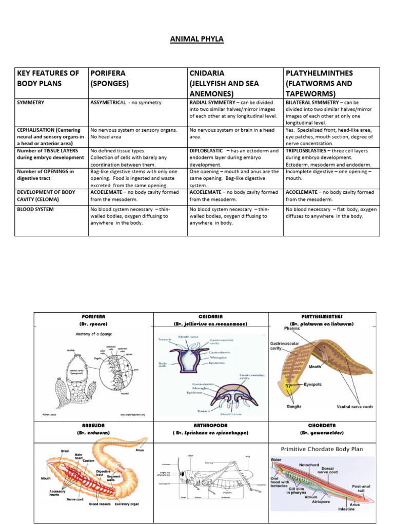 Key Features of Animal Phyla | PDF | Morphology (Biology) | Biology