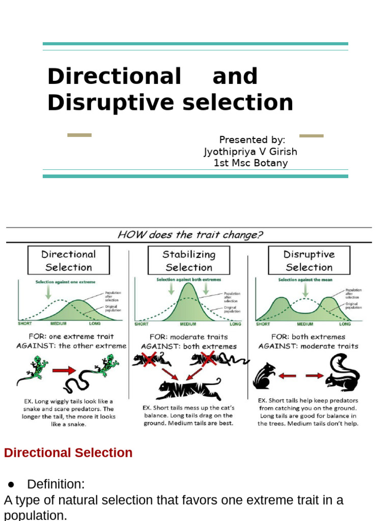 Directional and Disruptive Selection | PDF