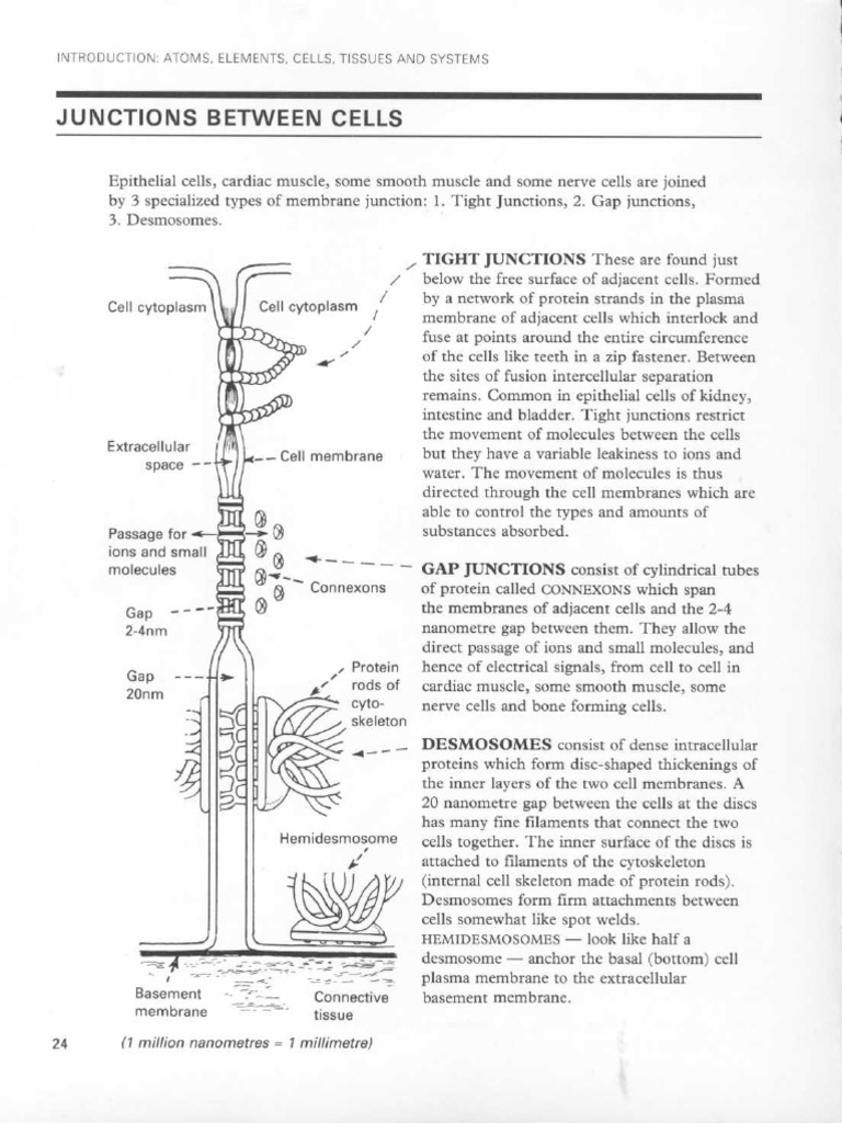 Junction Between Cells & Cell Division (Meiosis) | PDF