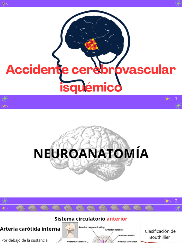 Anatomía y Fisiología del Accidente Cerebrovascular | PDF | Cerebro ...
