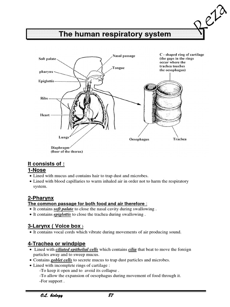 Breathing and Gas Exchange. | PDF | Lung | Respiratory Tract
