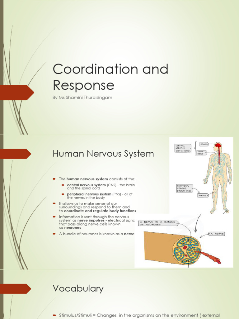 Human Nervous System Coordination Explained | PDF | Nervous System | Neuron