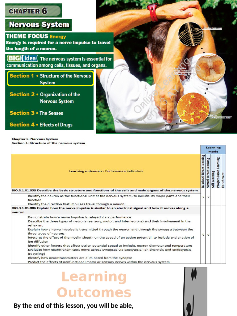 Lesson-1, Structure of Nervous System | PDF | Action Potential | Neuron
