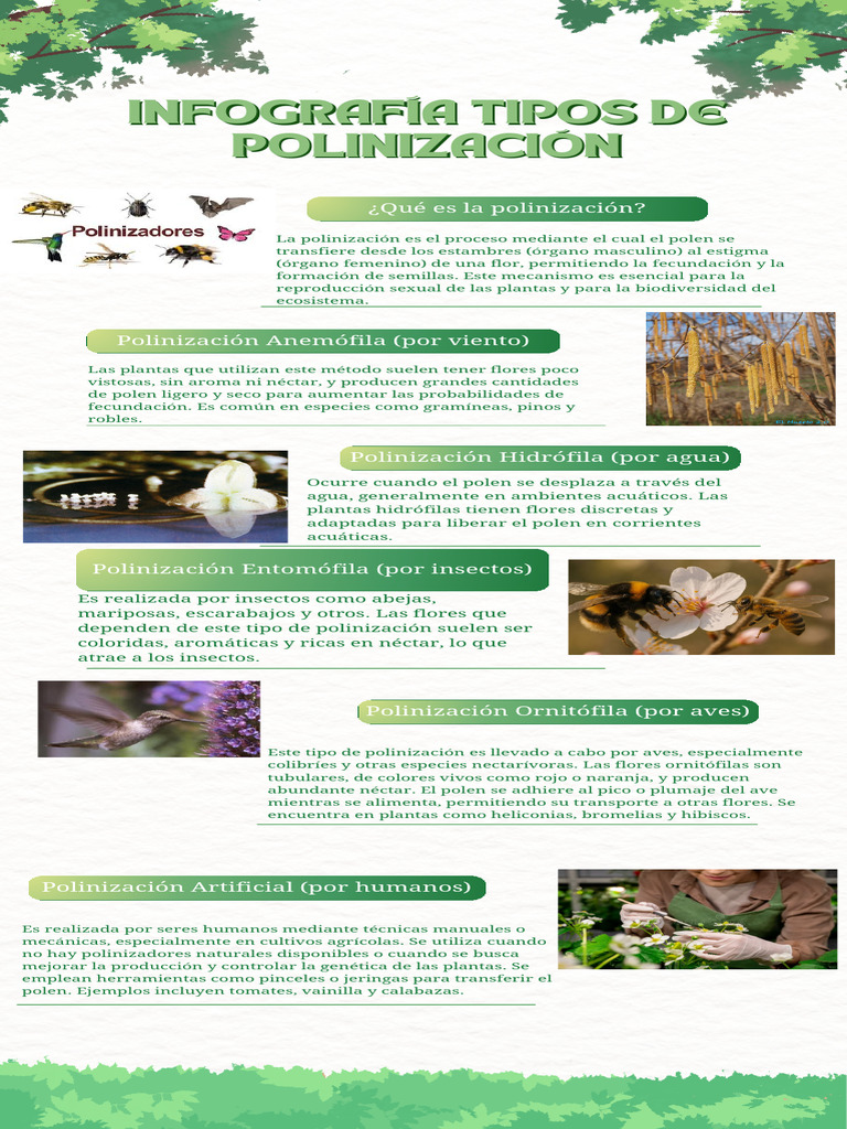 Infografía Sobre Los Tipos de Polinización | PDF | Polinización | Flores