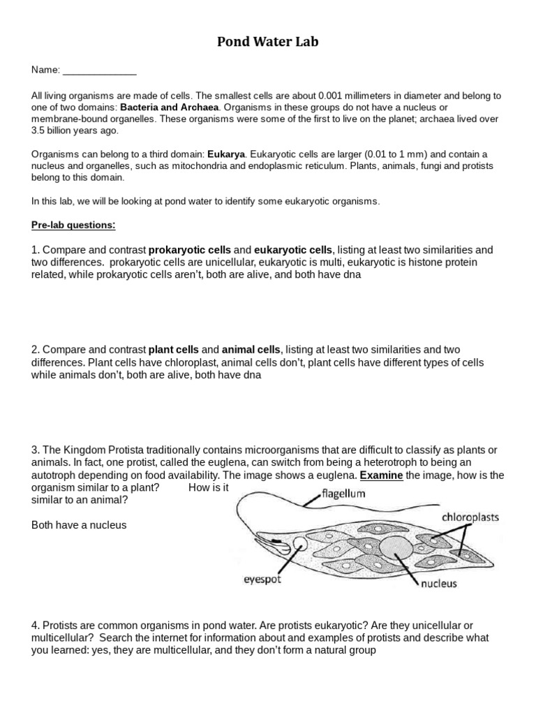 BRADY RYAN - U3 - Pond Water Lab | PDF