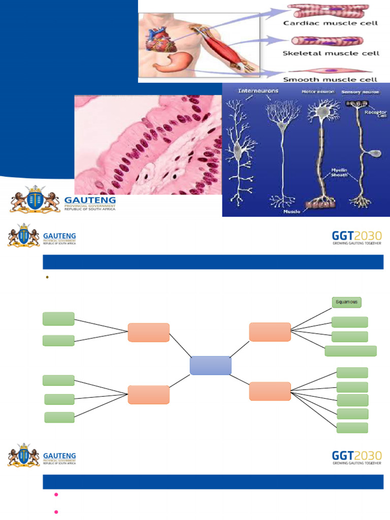 Grade 10 Animal Tissues Overview | PDF | Epithelium | Muscle