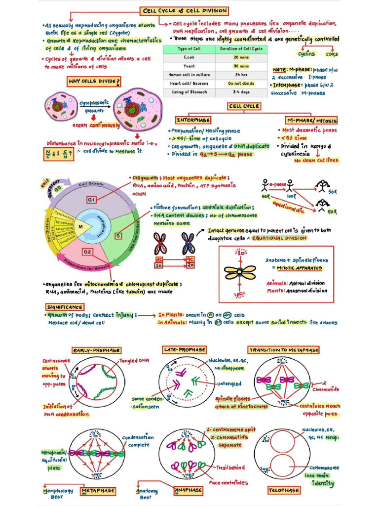 Cell Cycle and Cell Divison | PDF