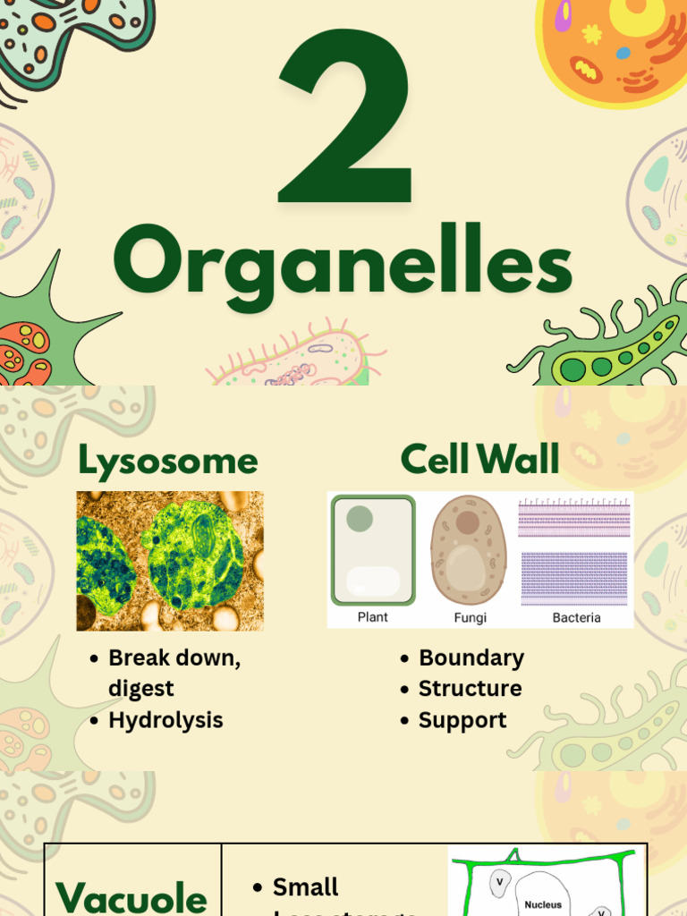 Biology Unit 2 | PDF