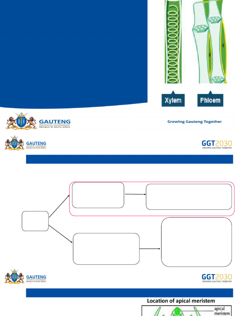 PP8._Plant_tissues_(Updated) | PDF | Tissue (Biology) | Leaf