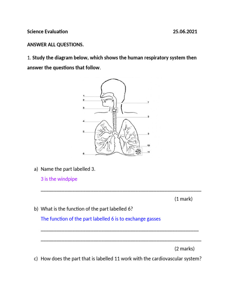 Science Evaluation 25.06.2021 | PDF | Photosynthesis | Nature