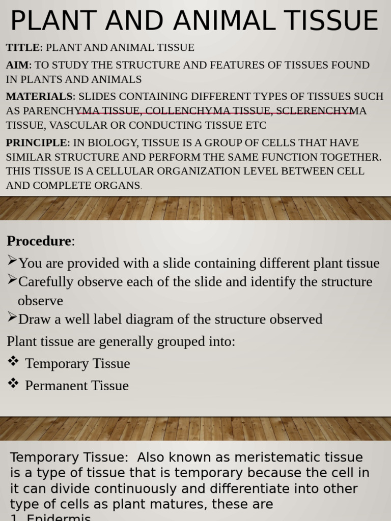 Temporary Plant Tissues Explained | PDF | Tissue (Biology) | Branches ...