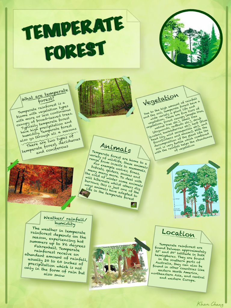 Temperate Forest | PDF