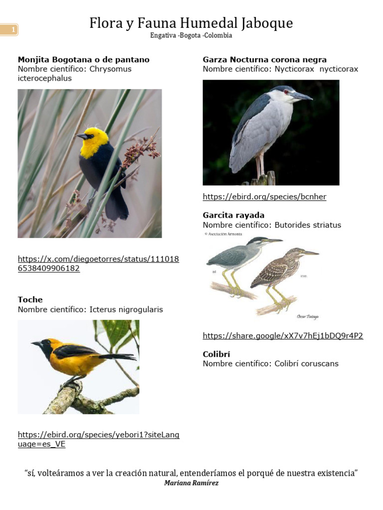 Flora y Fauna del Humedal Jaboque | PDF | Aves holarctic | Aves