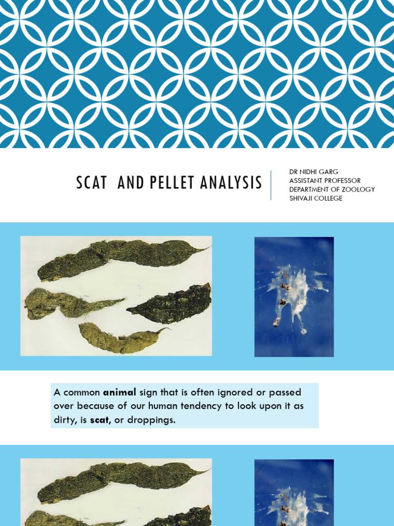 Identifying Cougar Droppings | PDF | Feces | Coyote
