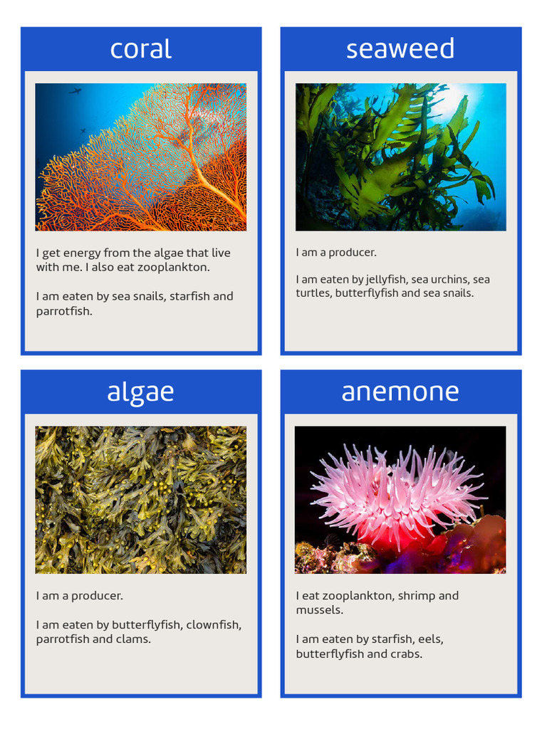 Food Chains Food Web Cards | PDF | Coral Reef | Plankton