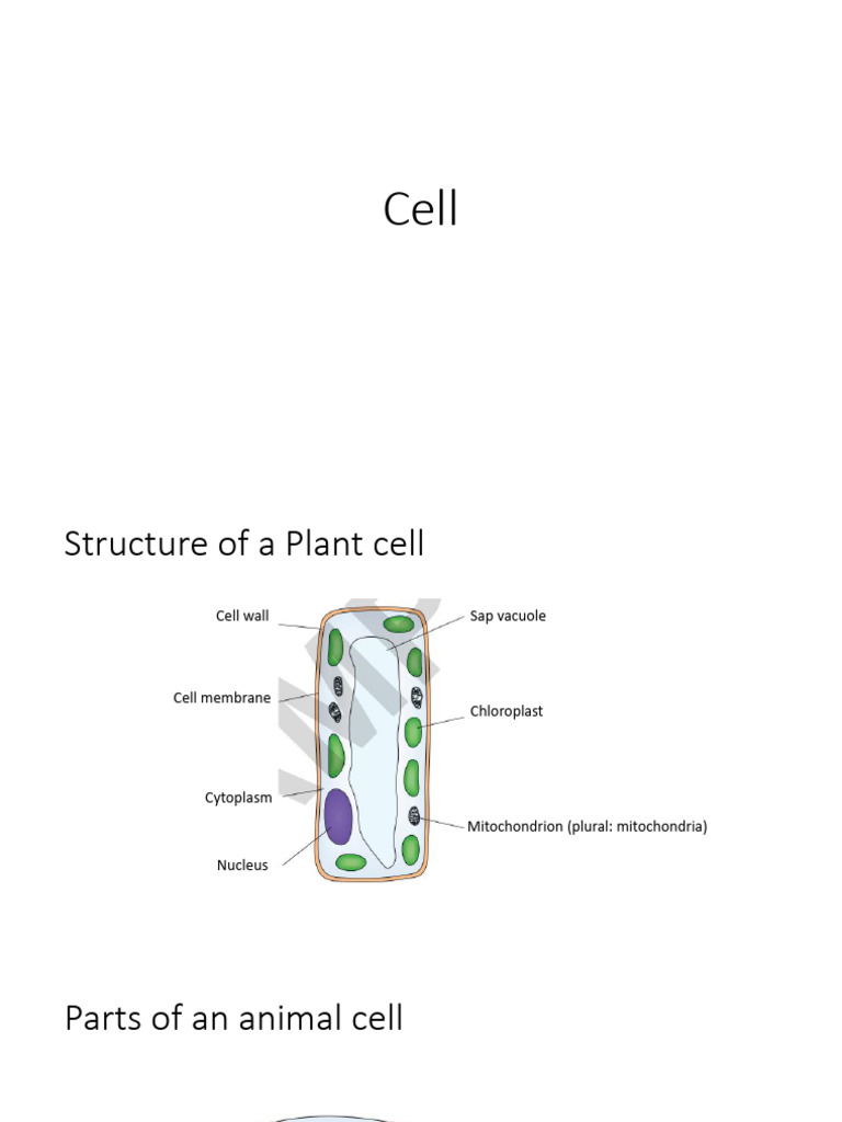 Parts of A Cell Notes | PDF
