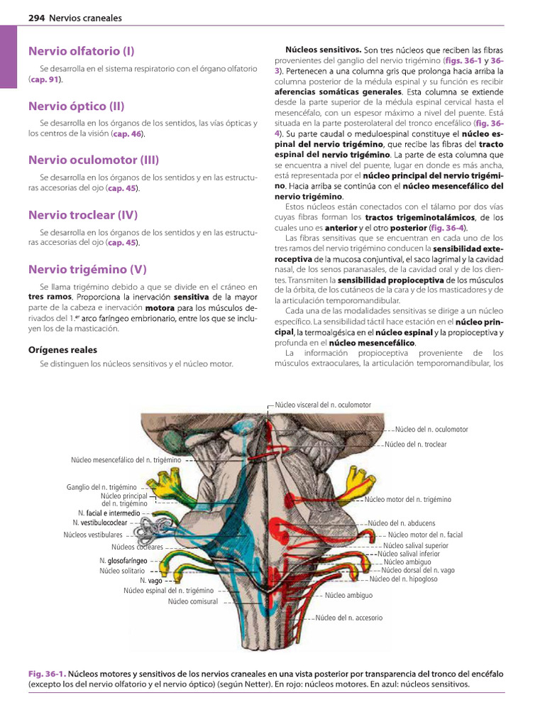 Anatomía Humana (T1) - Latarjet-Ruiz 5ed. Liard | PDF | Nariz humana ...
