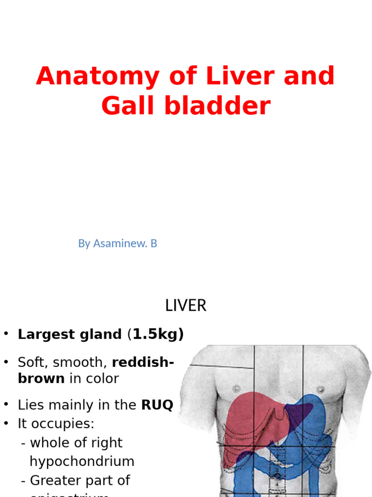 Gross Anatomy of Liver and Gallbladder | PDF | Liver | Gallbladder