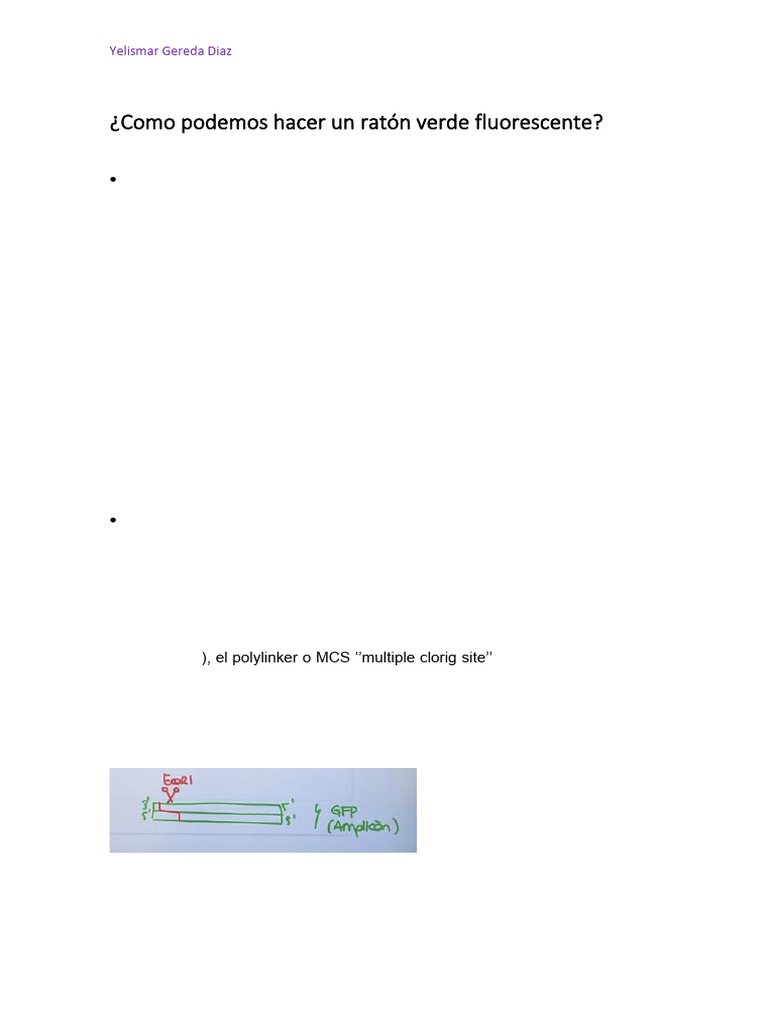 Ratón Verde Fluorescente | PDF | Plásmido | Gene