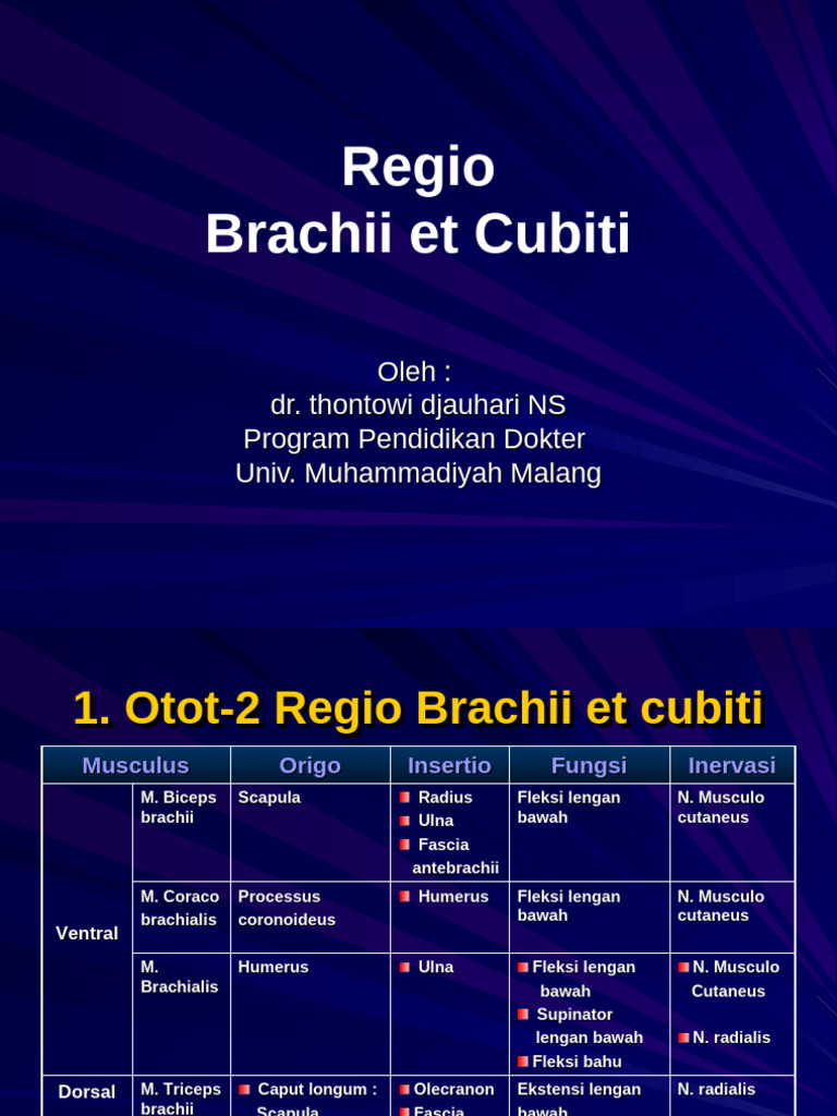 Extremitas Cranialis II (Regio Brachii Et Cubiti) DR - Thontowi | PDF