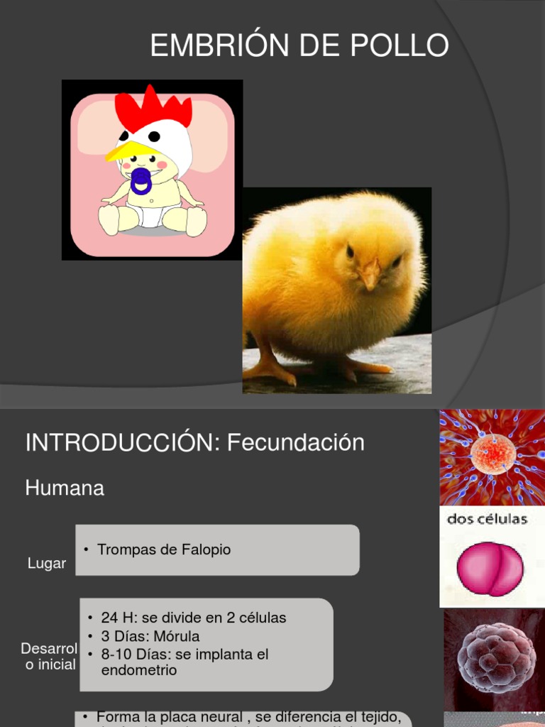 Embrión de Pollo | PDF | Reproducción | Biología