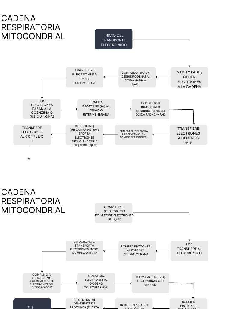 Proceso de la Cadena Respiratoria Mitochondrial | PDF | Procesos ...