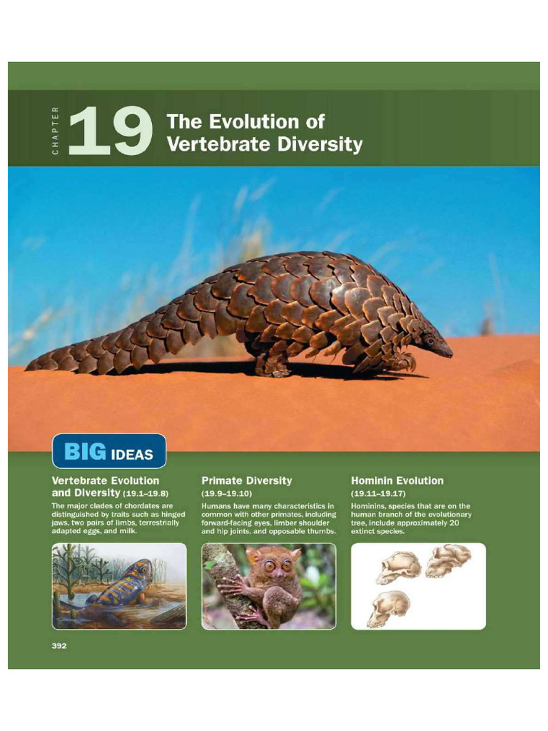 Vertebrate Evolution and Diversity Overview | PDF | Amphibian | Vertebrates
