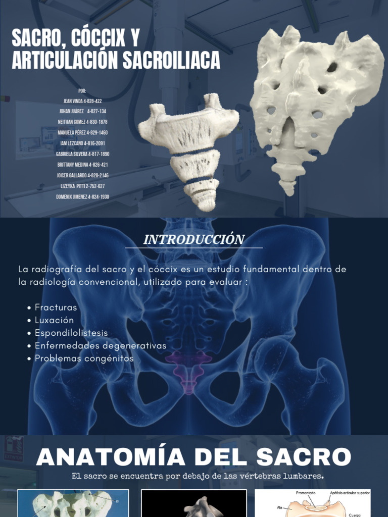 Presentación Sacro y Coccix | PDF | Vértebra | Pelvis