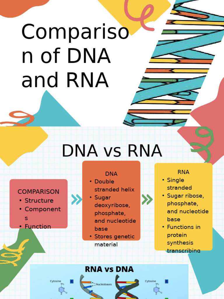 Comparison of DNA and RNA | PDF