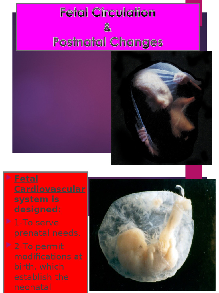 6 - Fetal Circulation 2 | PDF | Circulatory System | Fetus