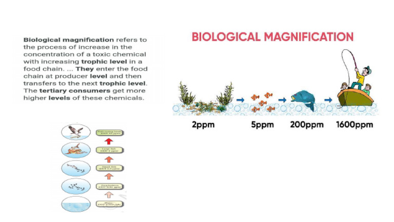 Biological Magnification | PDF