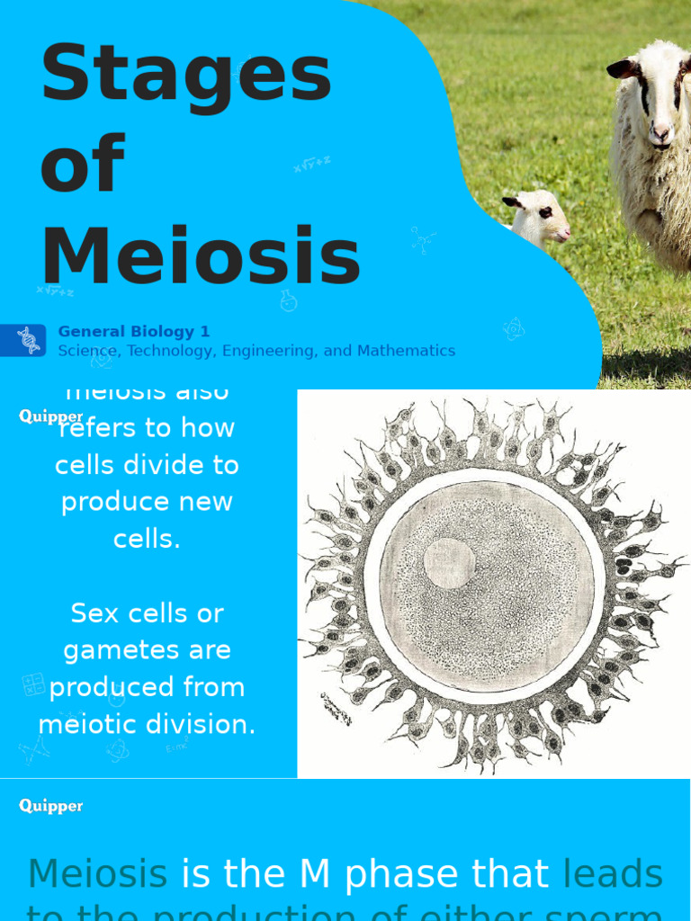 SY2526 GenBiol1 Lesson-6 Meiosis | PDF | Meiosis | Mitosis