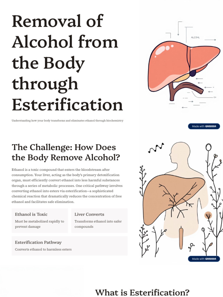 Removal of Alcohol From The Body Through Esterification | PDF | Ester | Ethanol