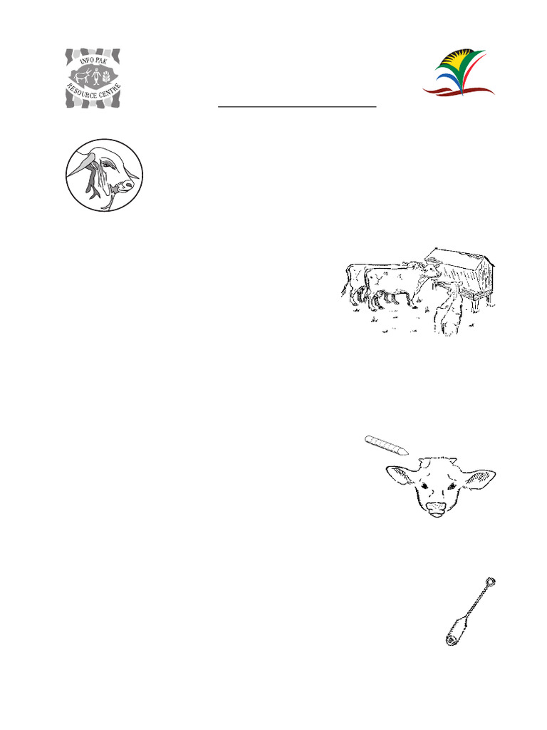Beef Cattle Dehorning 2000 | PDF | Cattle | Domesticated Animals