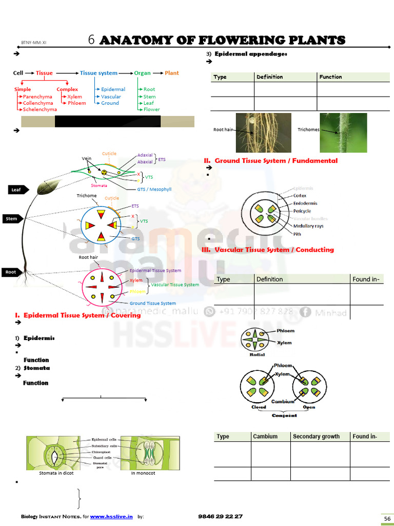 Anatomy of Flowering Plants Overview | PDF | Leaf | Plant Stem