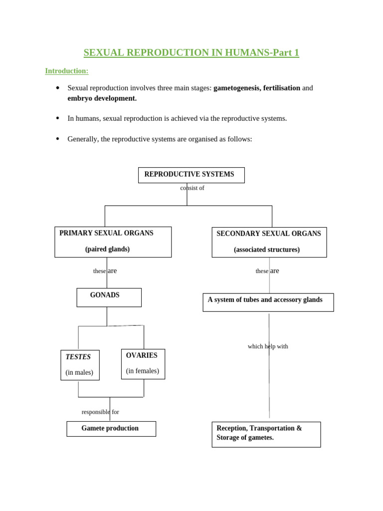 Sex. Reproduction in Humans - Obj 2.1-2.3 | PDF | Meiosis | Testicle