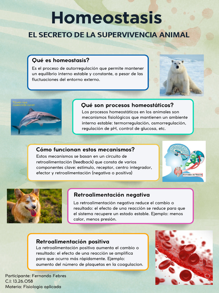 Infografía sobre Homeostasis Animal | PDF