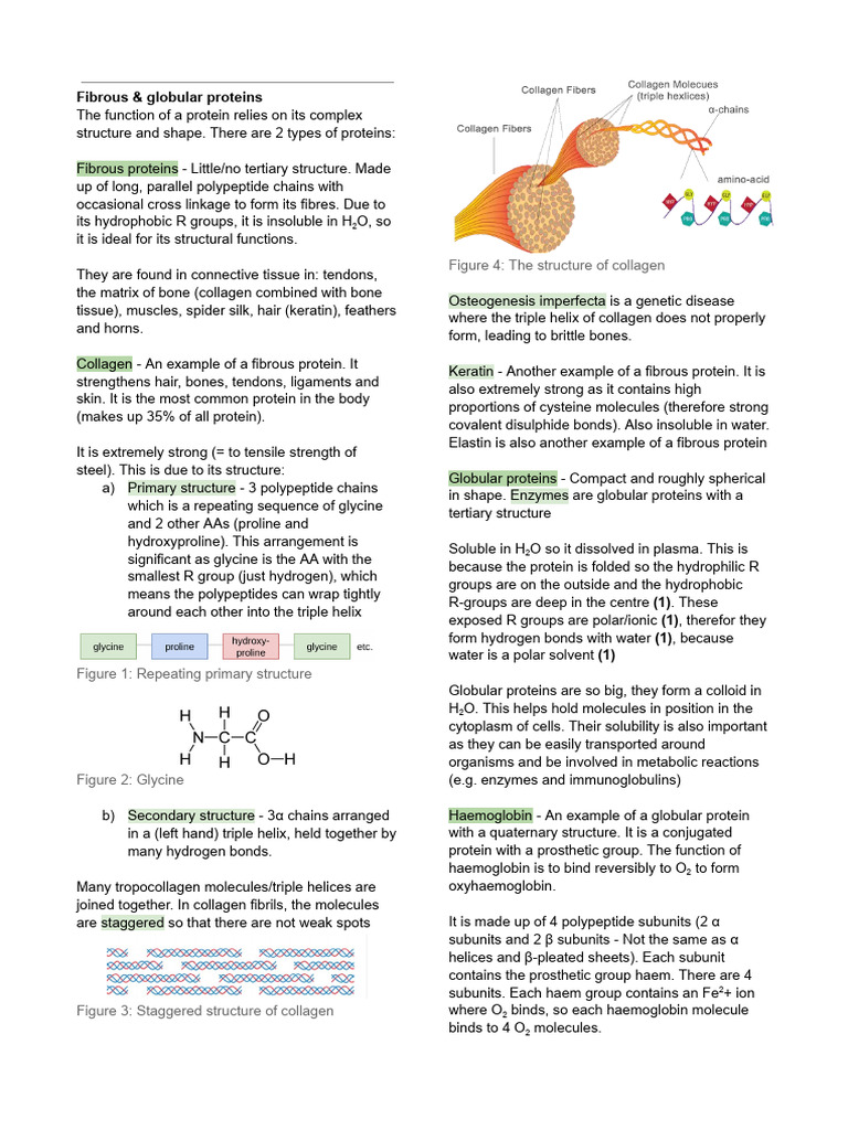 Fibrous & Globular Proteins | PDF | Collagen | Proteins