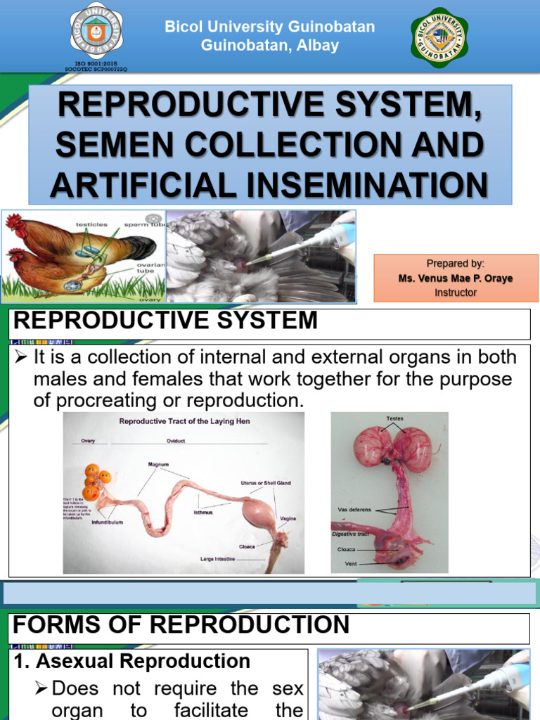Reproductive System, Semen Collection and Artificial Insemination | PDF ...