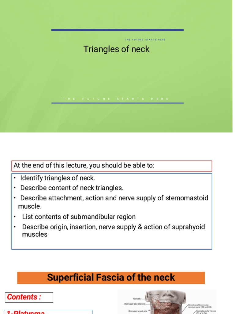 Anatomy of Neck Triangles and Muscles | PDF | Neck | Common Carotid Artery
