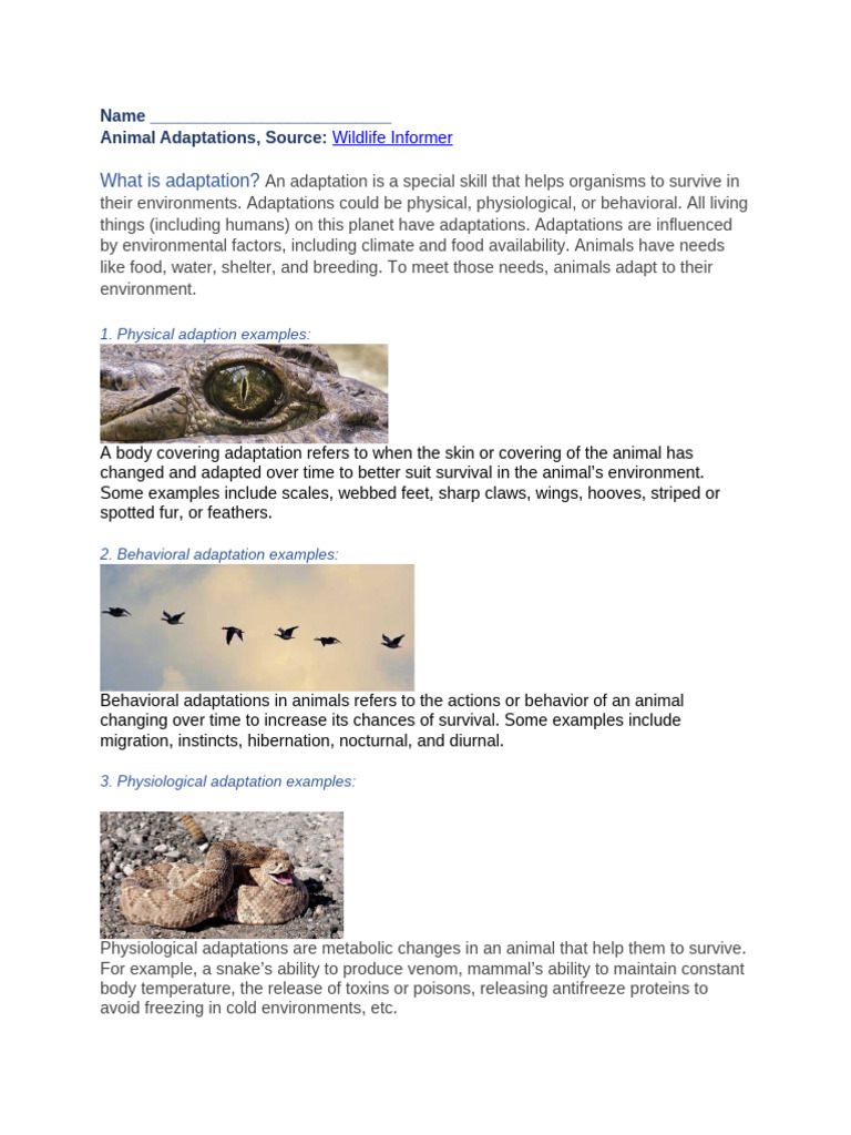 Animal Adaptations Worksheet | PDF
