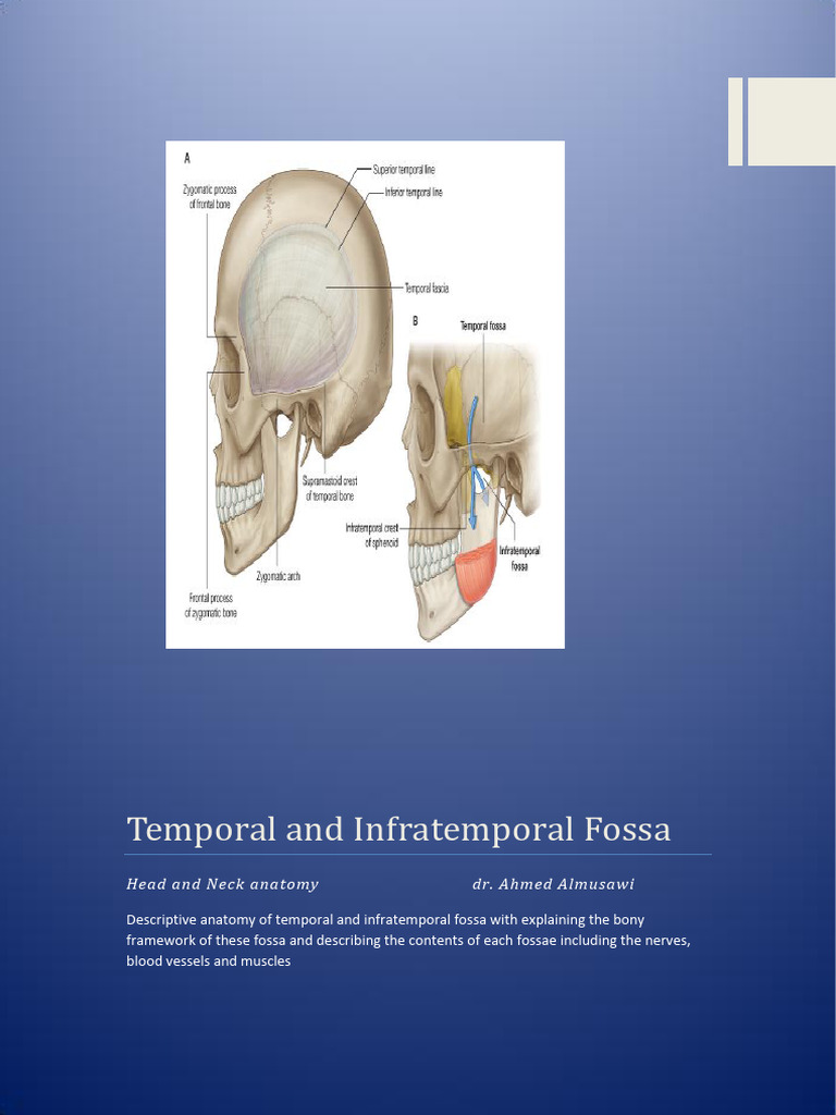 Temporal and Infratemporal Fossa: Head and Neck Anatomy Dr. Ahmed ...