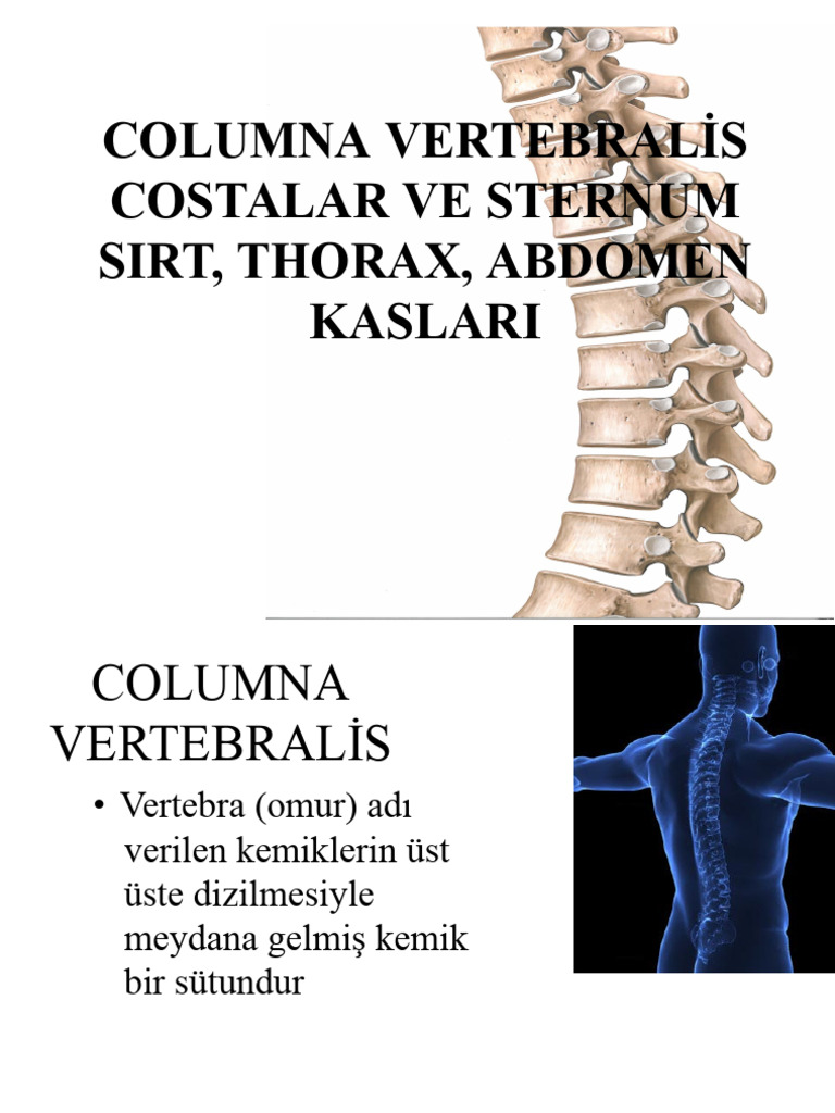Columna Vertebrali̇s | PDF