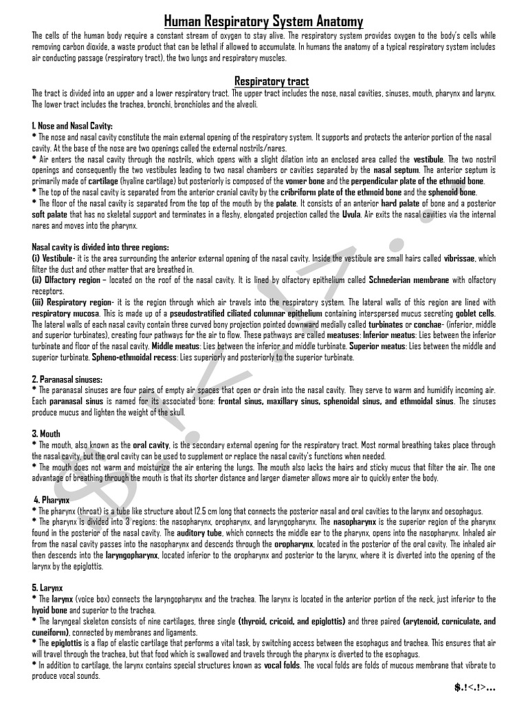 Human Respiratory System Anatomy Guide | PDF | Respiratory Tract | Lung
