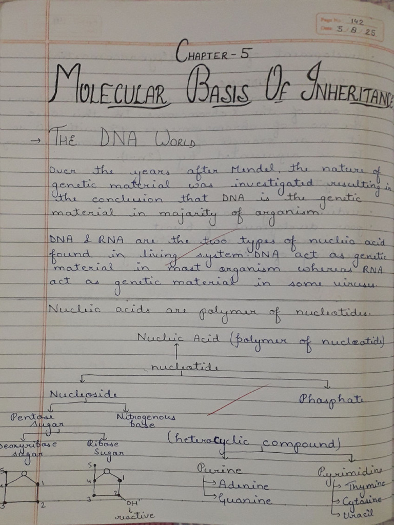 Molecular Basis of Inheritance | PDF