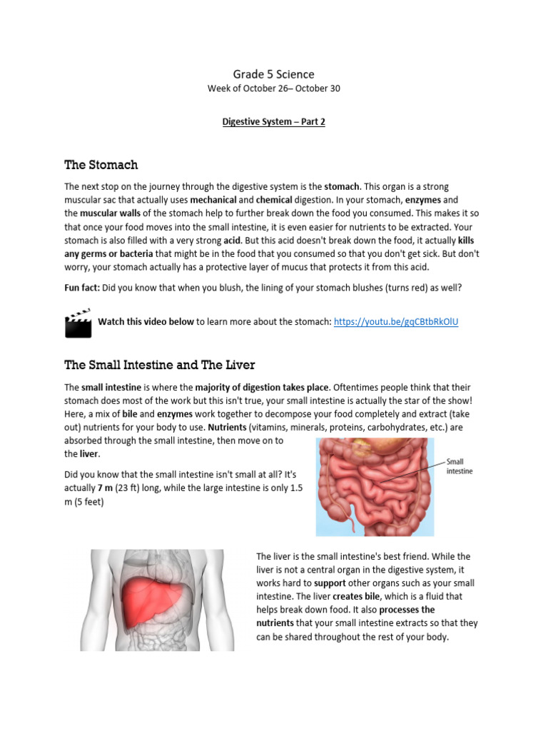 Grade 5 Digestive System Overview | PDF | Stomach | Digestion