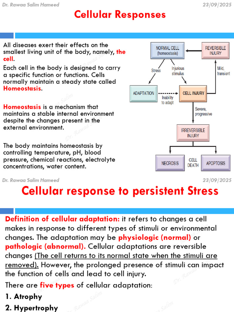 Pathophysiology - 2 Cell Adaptation 2024 | PDF | Epithelium | Atrophy