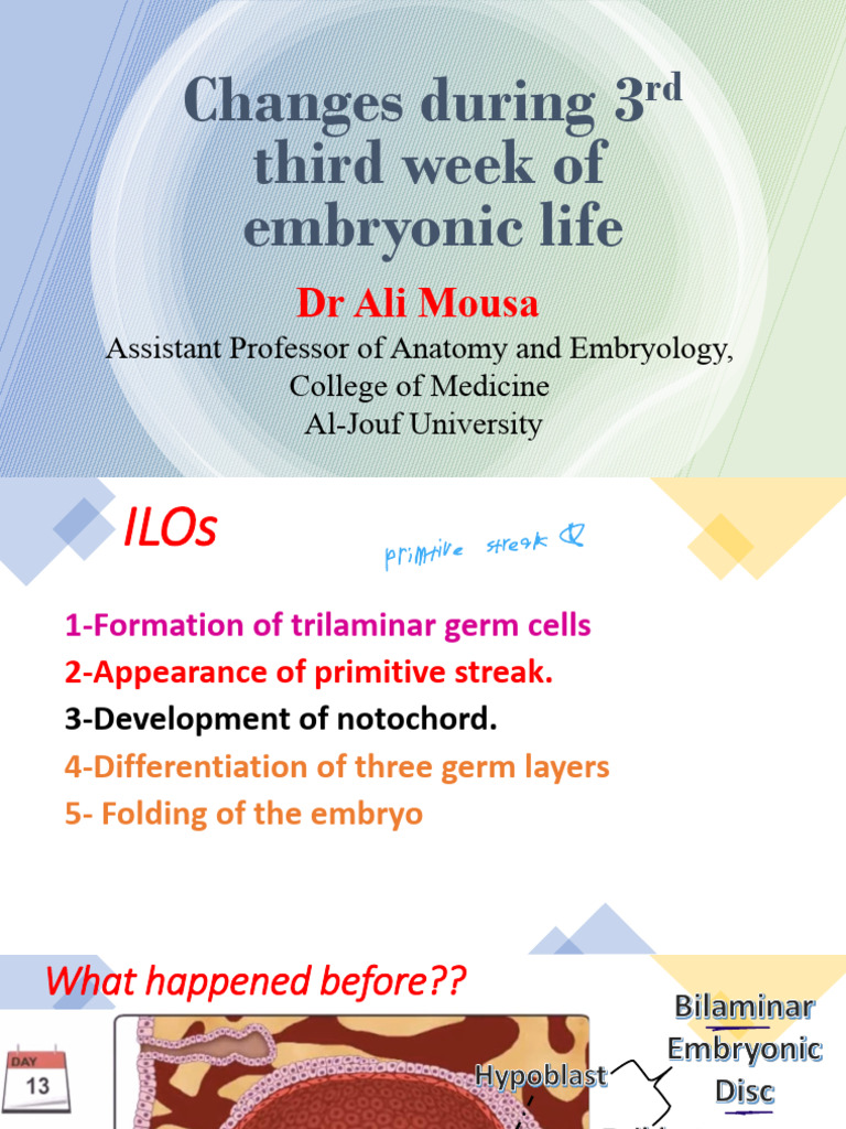 Embryonic Development: Week 3 Changes | PDF | Developmental Biology ...