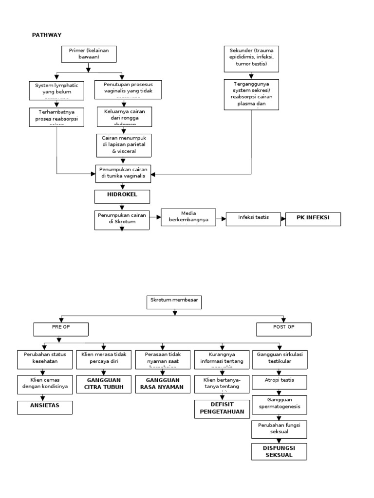 PATHWAY Hidrokel | PDF