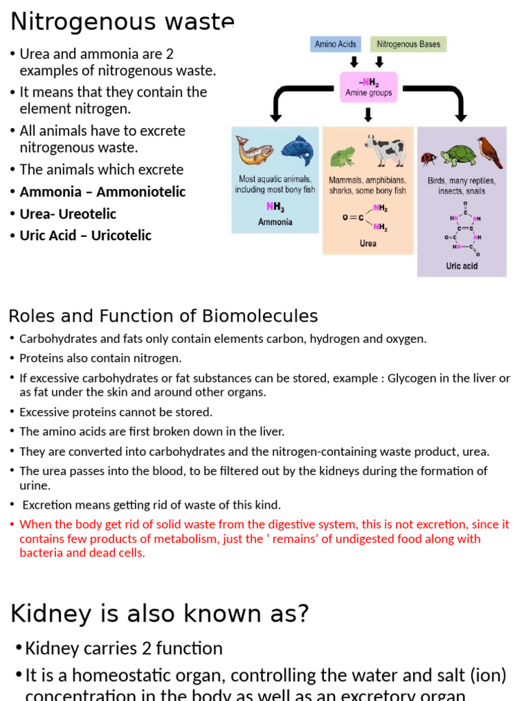 Homeostasis and Excretion | PDF | Kidney | Excretion